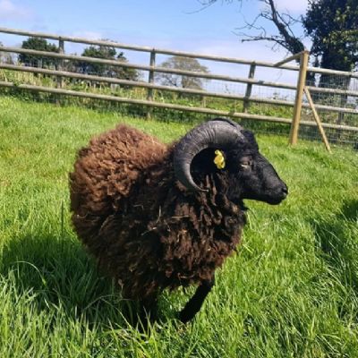 Janvrin Primary School - Year 3 Farm Visit