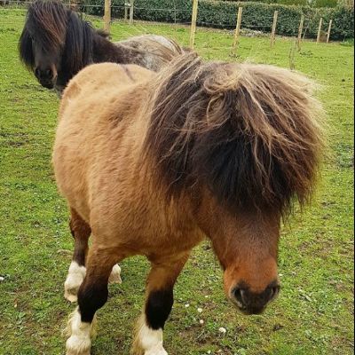 Janvrin Primary School - Year 3 Farm Visit